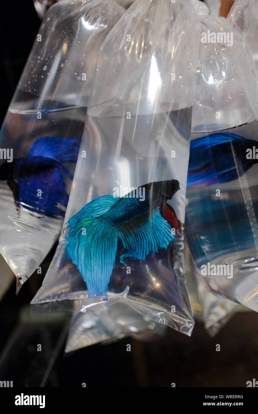 Fish plastic bag hi-res stock photography and images - Alamy