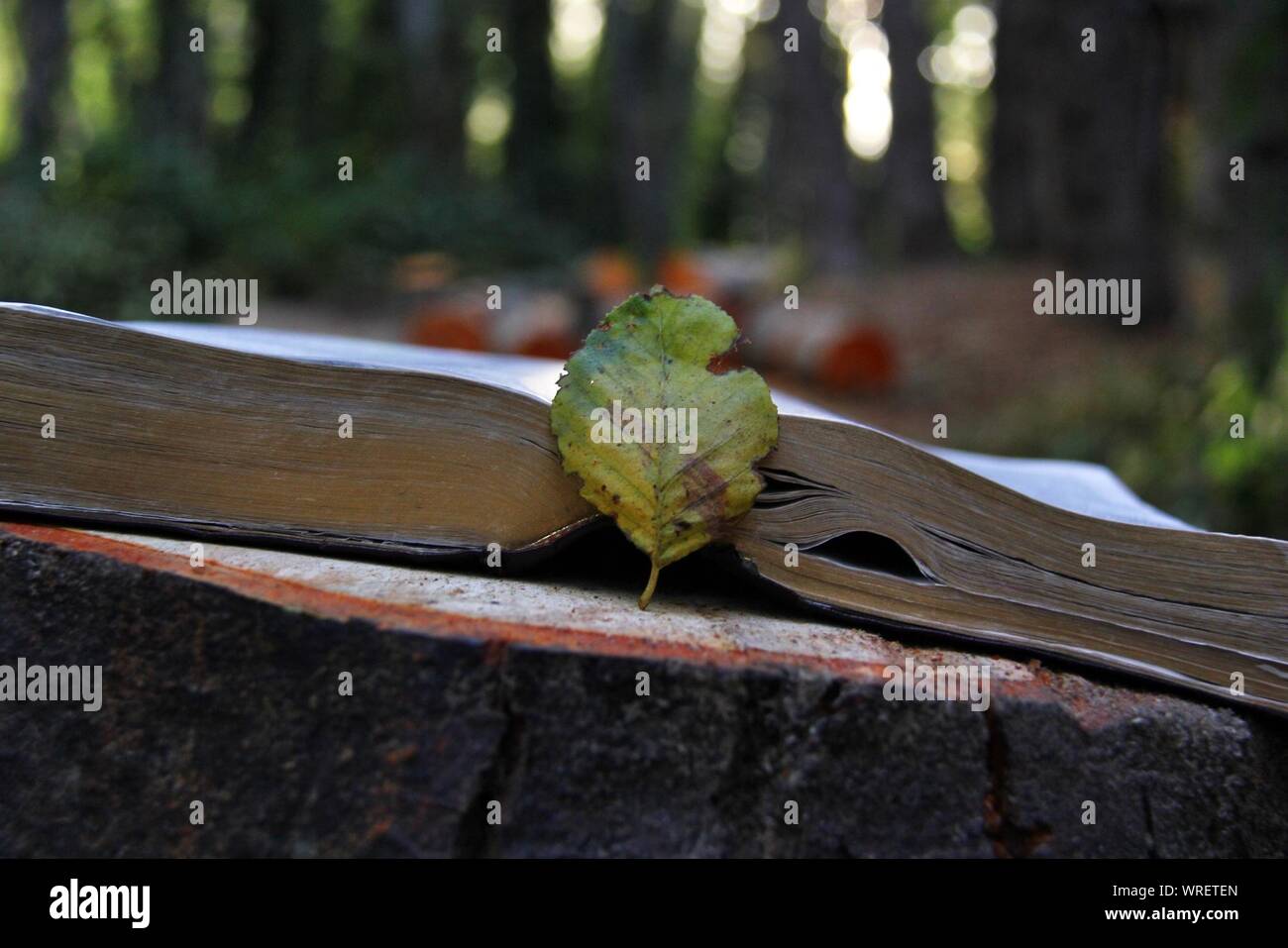 Open book with tree of knowledge hi-res stock photography and images ...