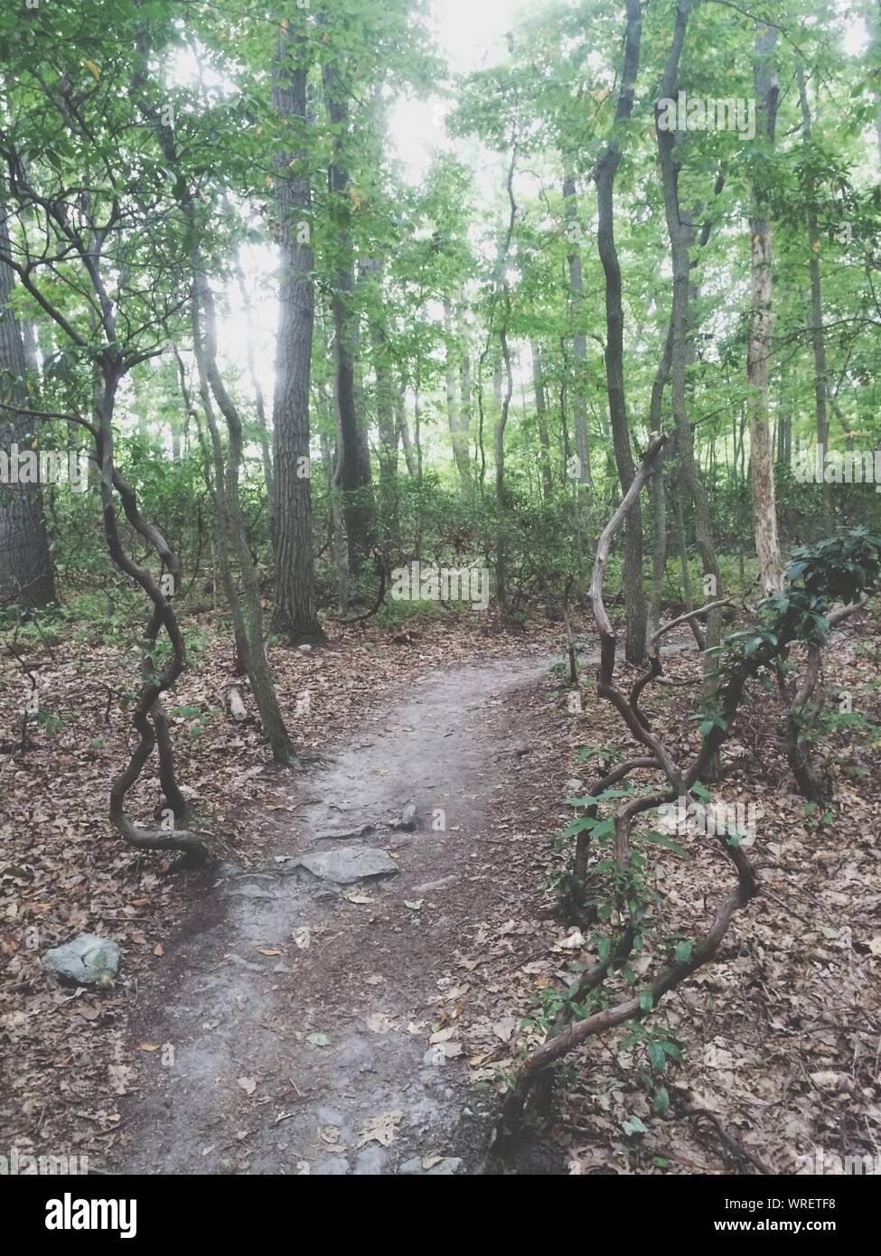 Pathway Along Trees In The Forest Stock Photo - Alamy