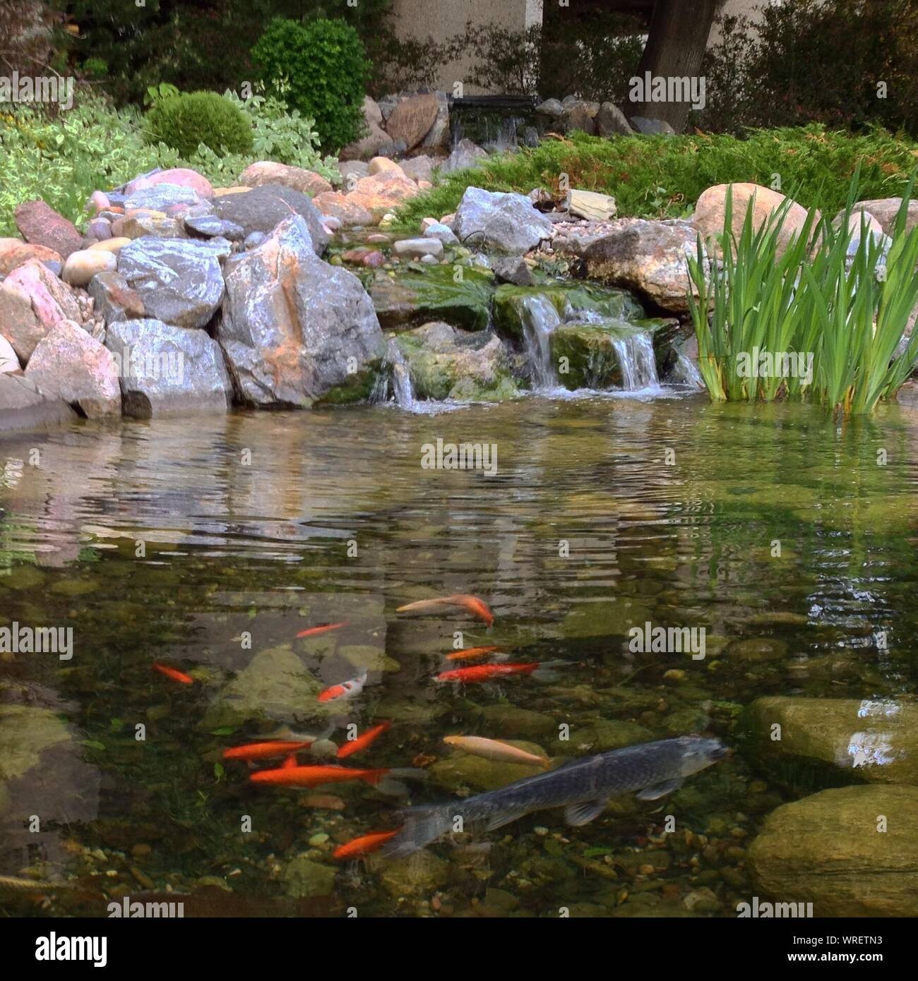 Stream fish hi-res stock photography and images - Alamy