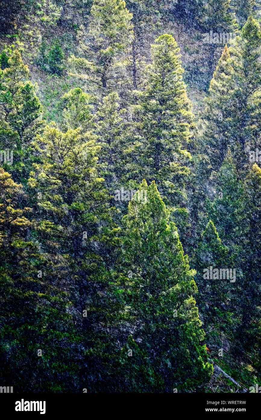 Rain falling on pine trees in mountains wilderness stormy Stock Photo ...