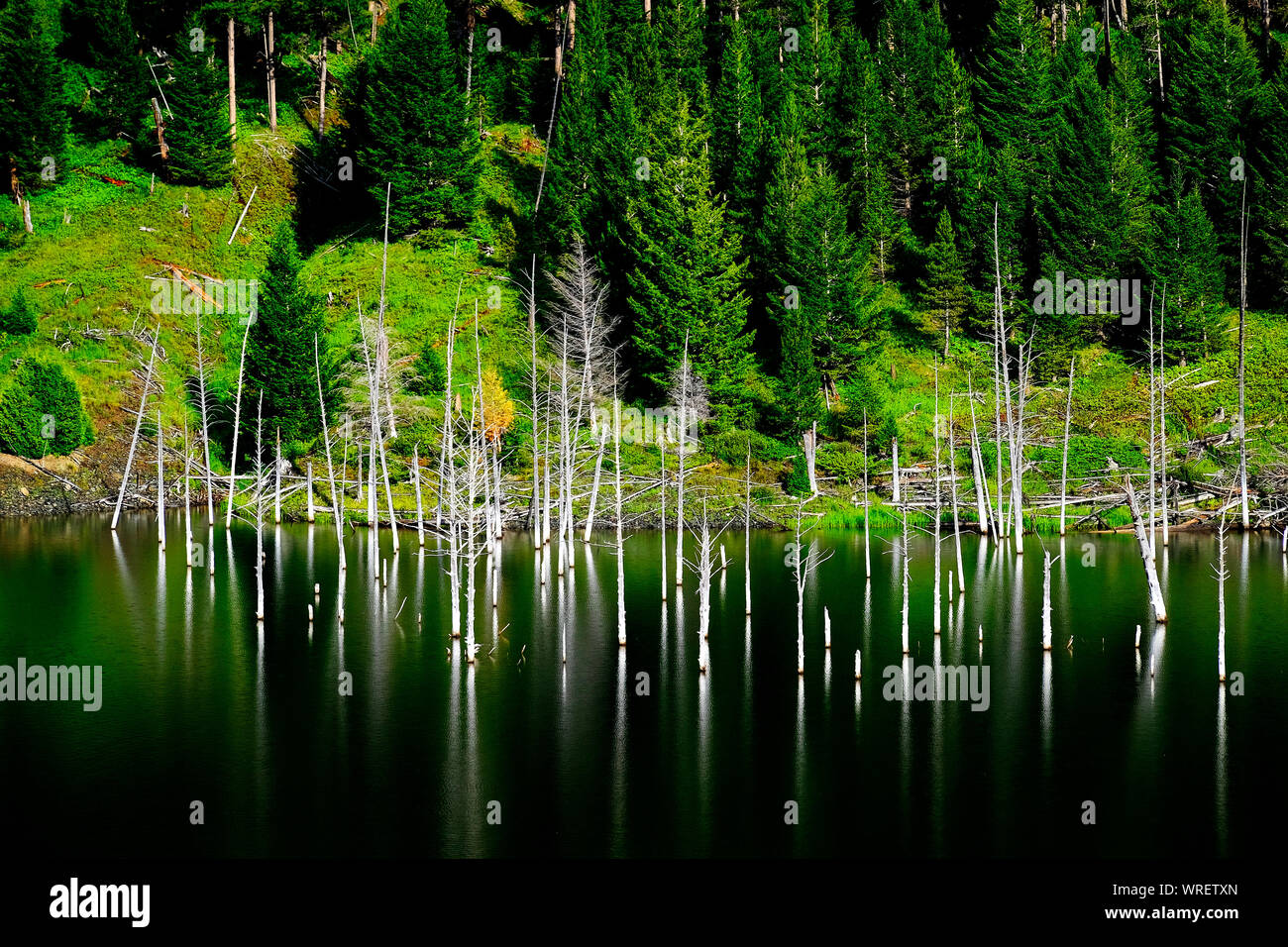 White tree trunks of dead trees in lake water reflection with mountains ...