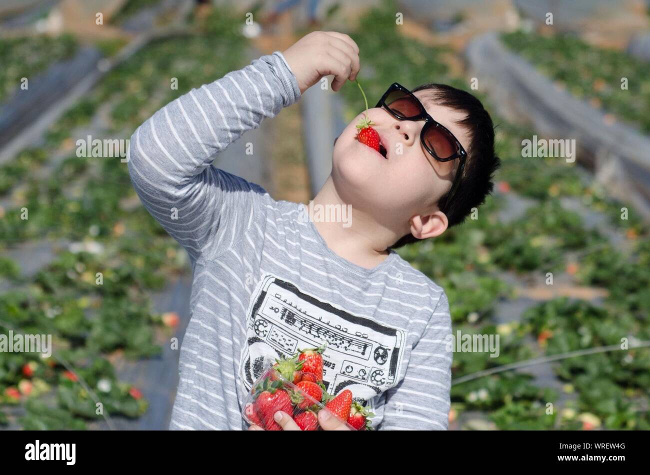Cute strawberry hi-res stock photography and images - Alamy