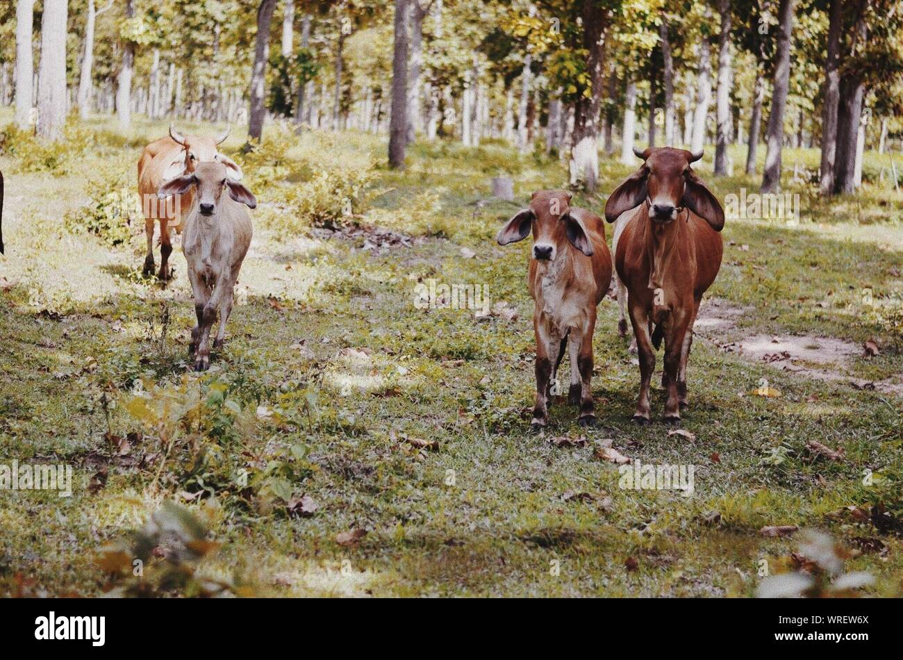 Cattle standing hi-res stock photography and images - Alamy