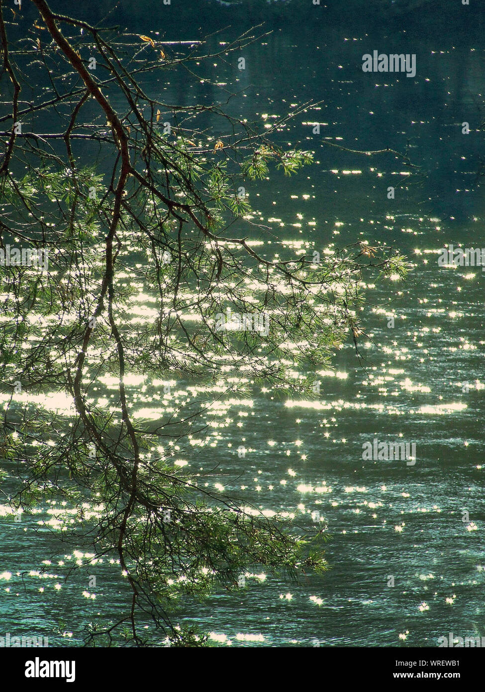 Tree Over Lake During Sunny Day Stock Photo - Alamy