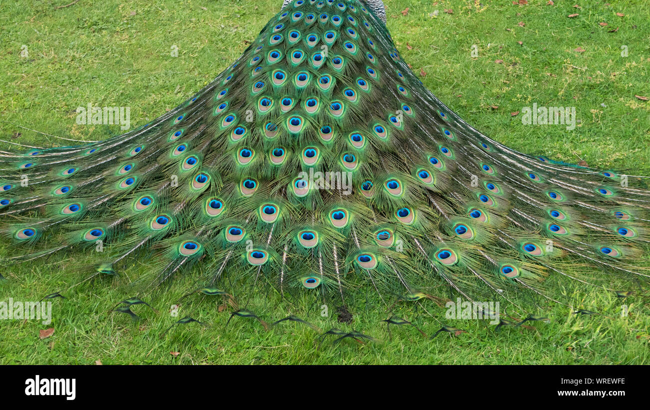 The wonderful, colourful tail of a peacock Stock Photo - Alamy