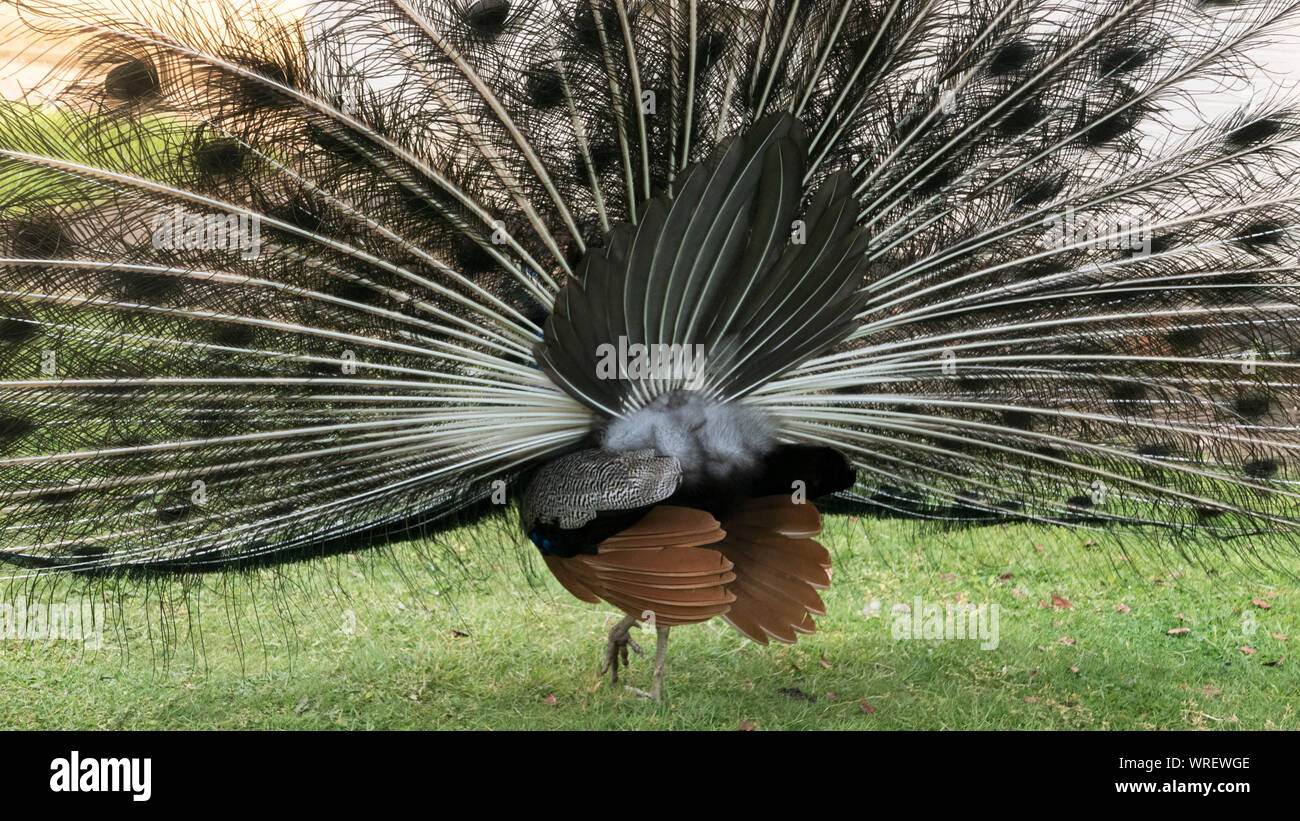 The wonderful, colourful tail of a peacock Stock Photo - Alamy