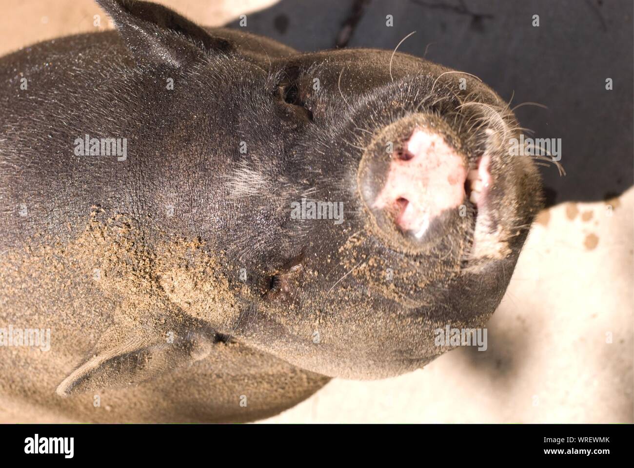 Messy Pig High Resolution Stock Photography and Images - Alamy