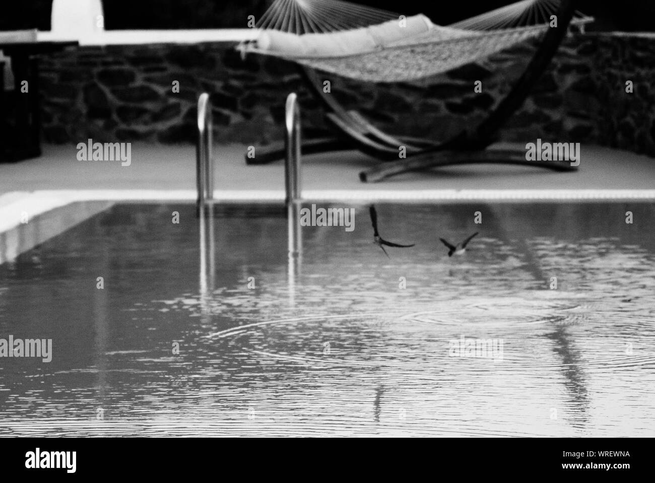 Pigeon swimming pool bird hi-res stock photography and images - Alamy