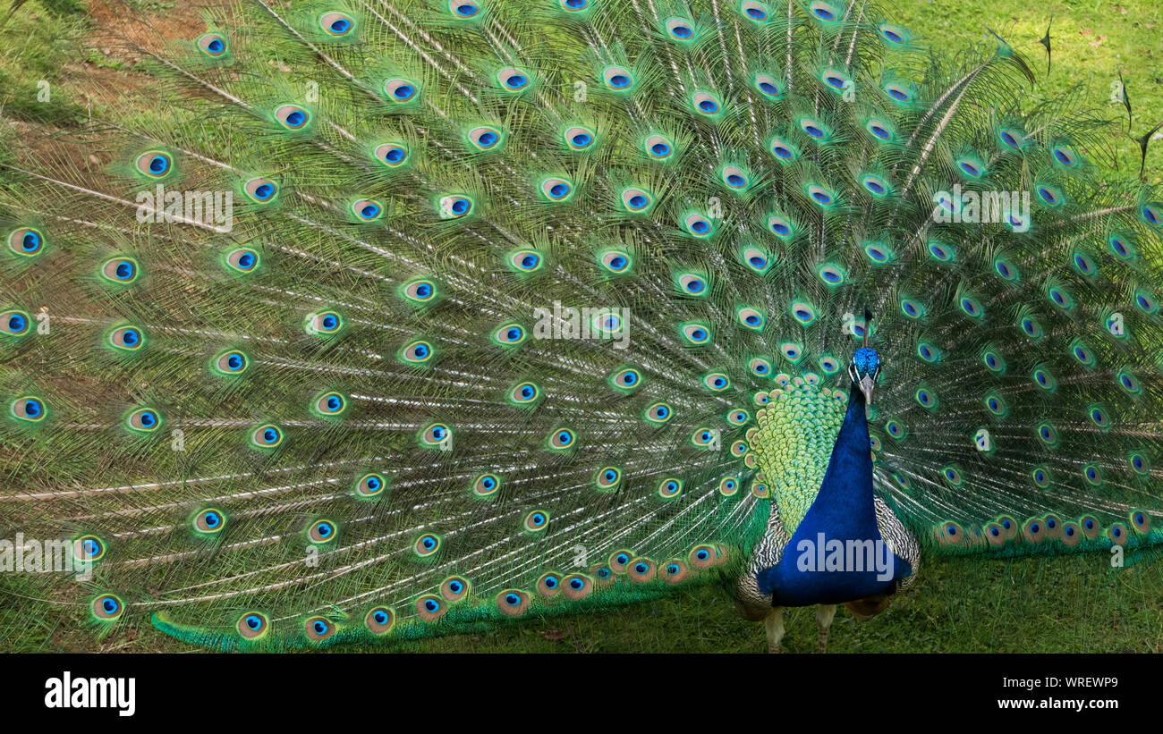 The wonderful, colourful tail of a peacock Stock Photo - Alamy