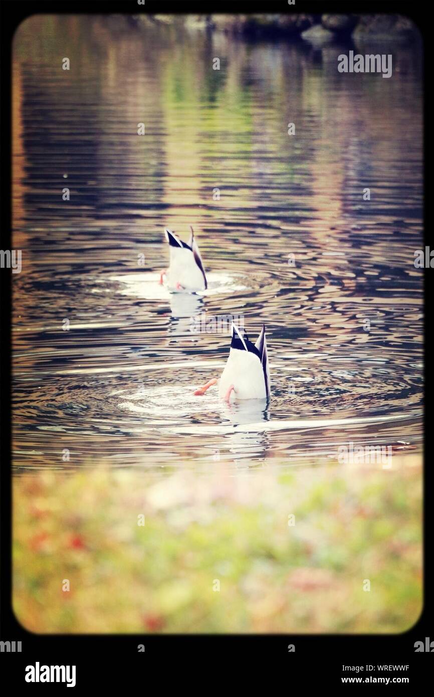 Two diving ducks hi-res stock photography and images - Alamy