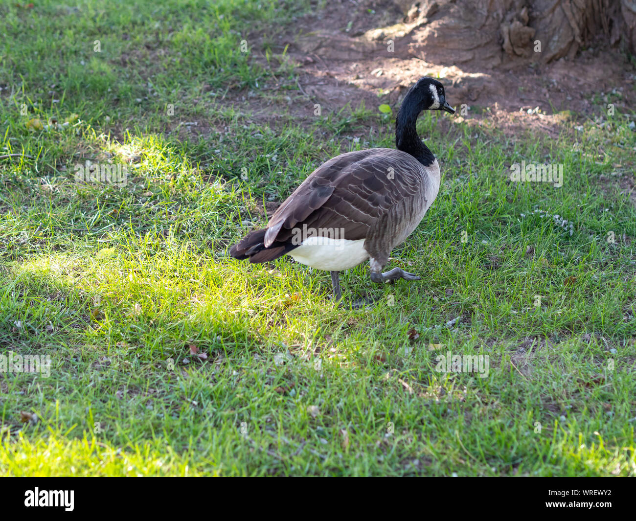Canada Goose Wildlife High Resolution Stock Photography and Images - Alamy