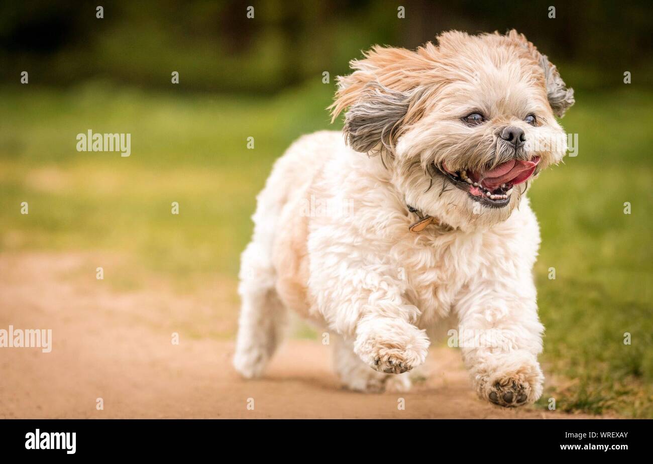 Shih tzu running hi-res stock photography and images - Alamy