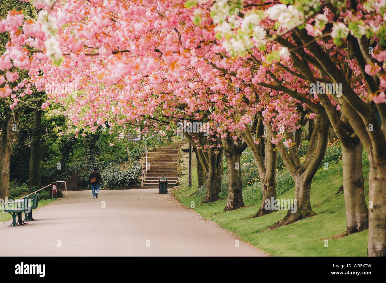 Man under trees hi-res stock photography and images - Alamy