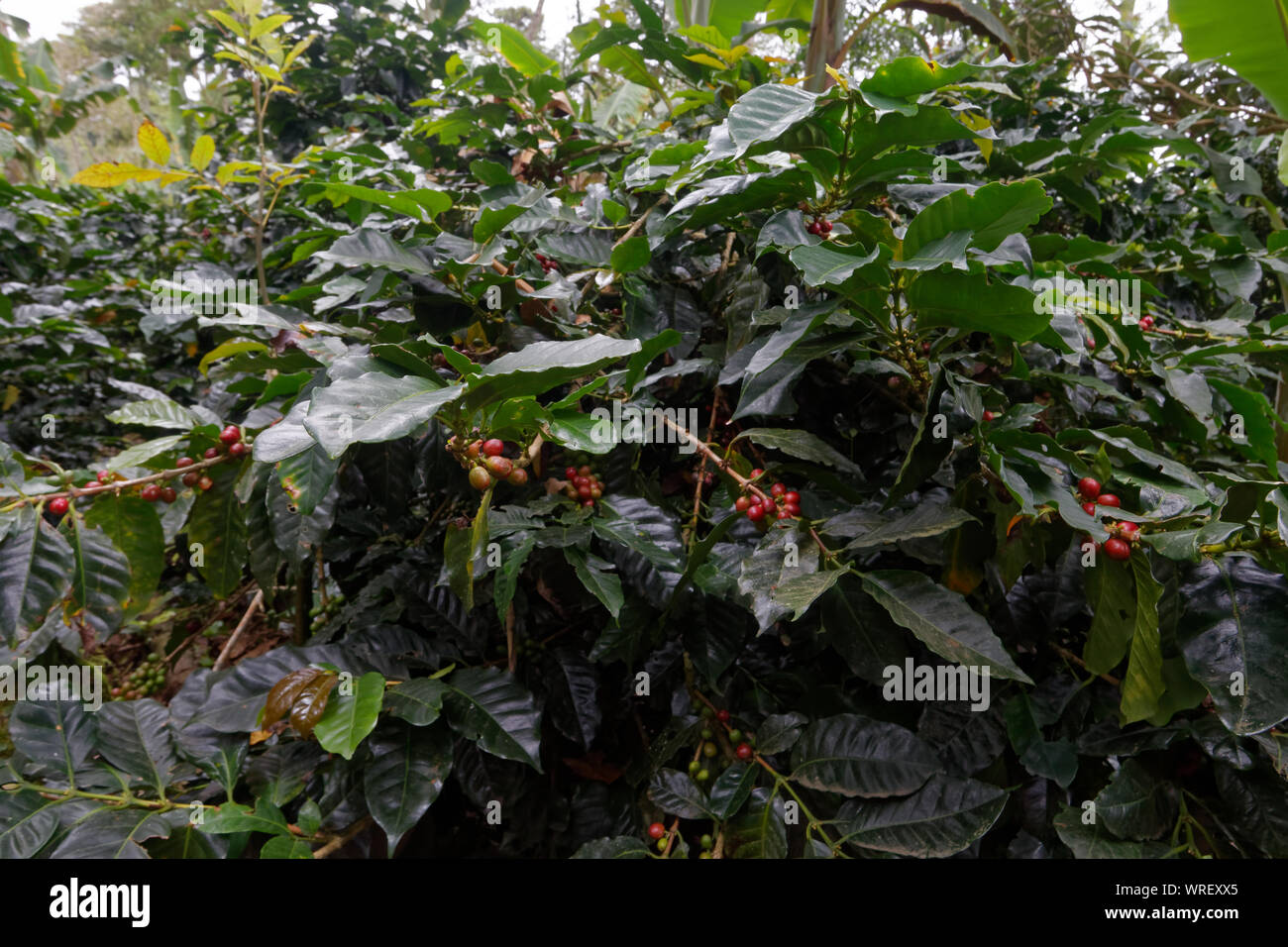 Coffee origin farm hi-res stock photography and images - Alamy