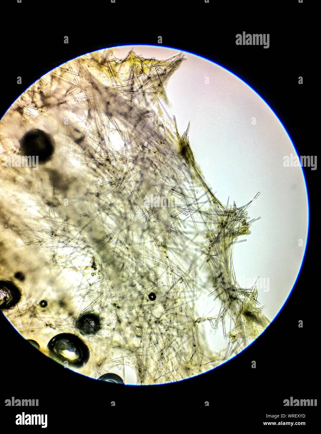 Micro particles hi-res stock photography and images - Alamy