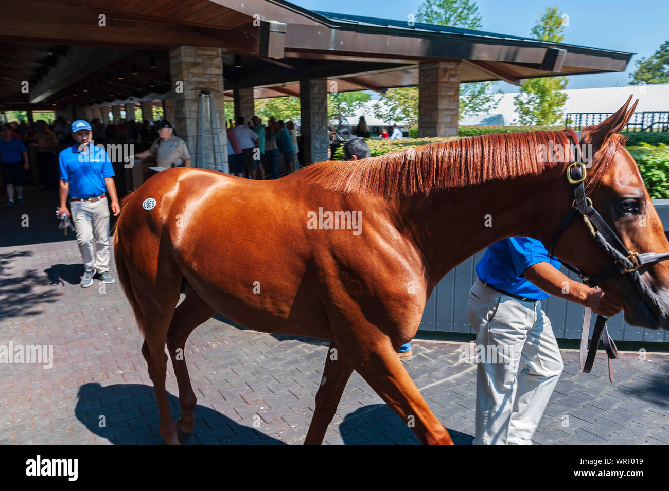 Thoroughbred yearling sales hi-res stock photography and images - Alamy