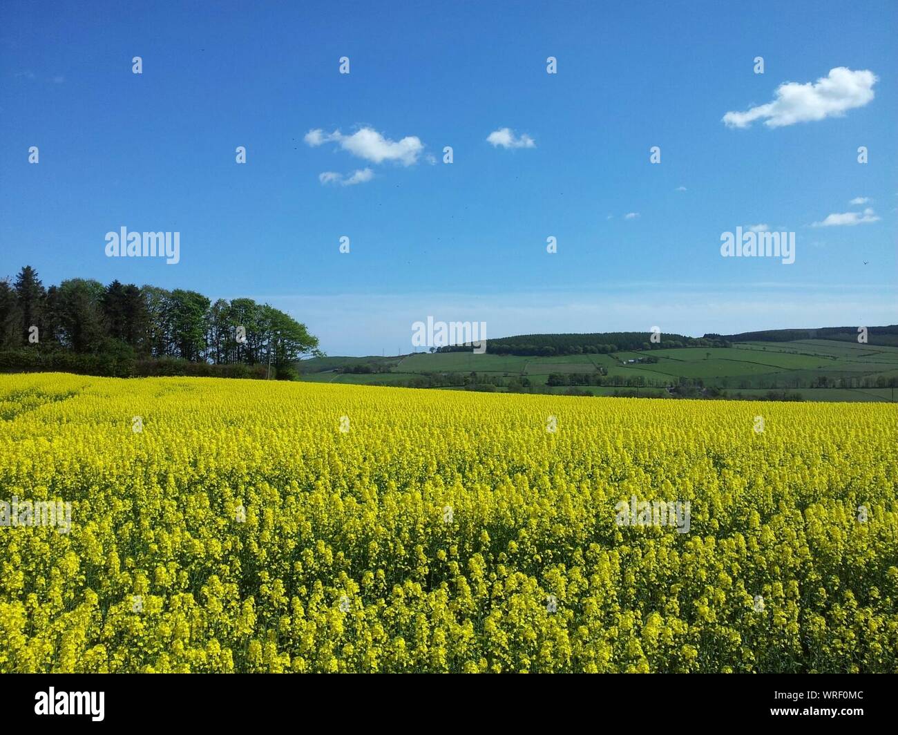 Yellow fields hi-res stock photography and images - Alamy