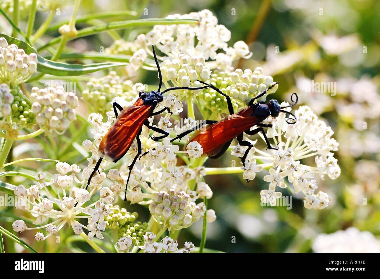 Insects on flowers hi-res stock photography and images - Alamy