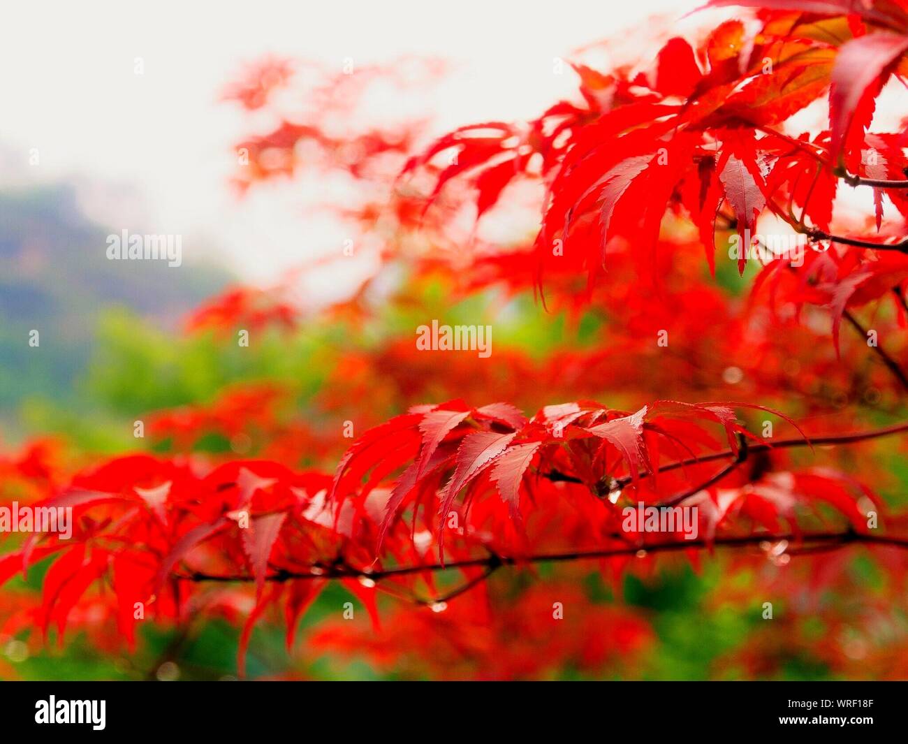 Tree in monsoon hi-res stock photography and images - Alamy