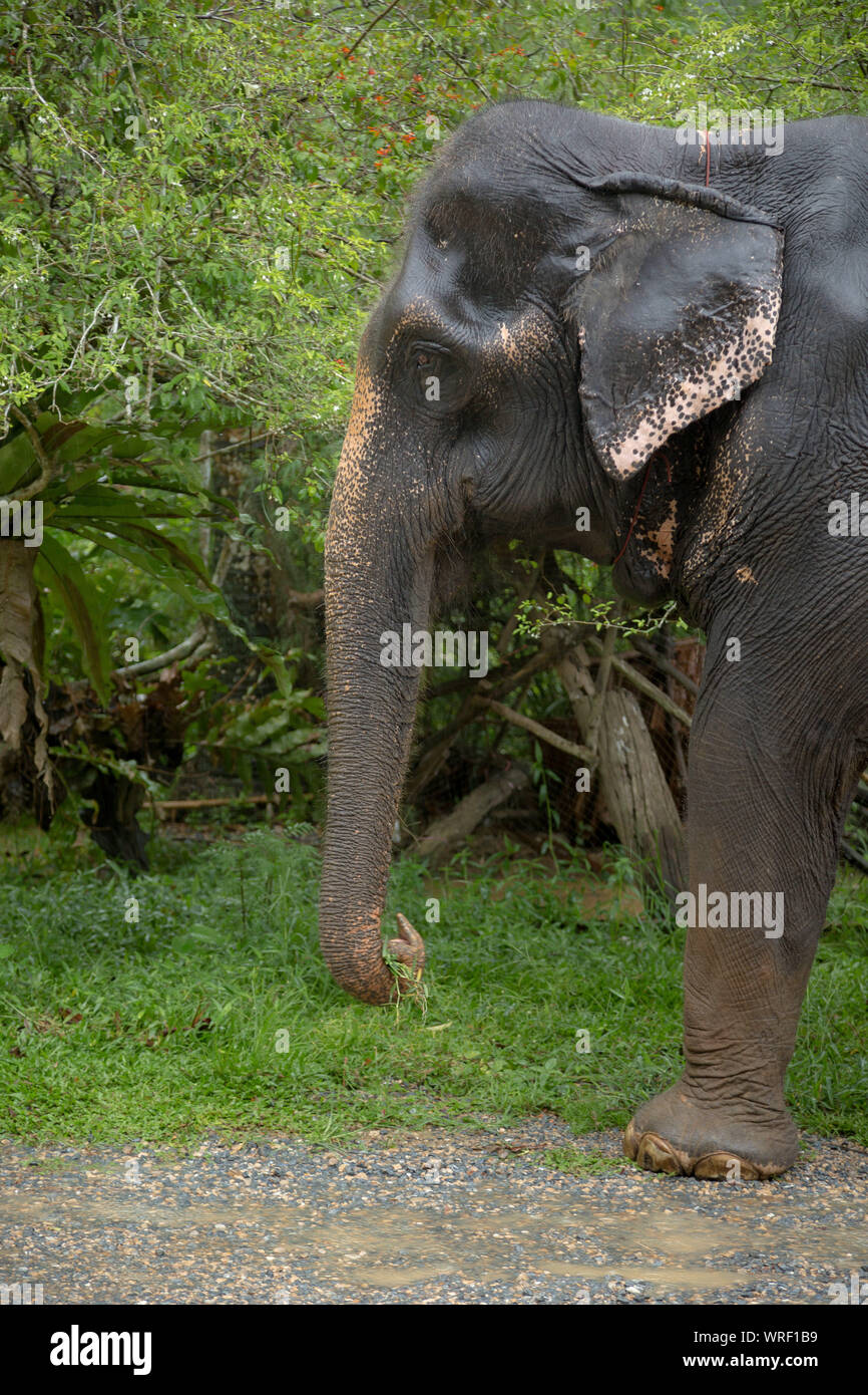 The hard work of Thai elephants, sad eyes. Elephant farms are very ...