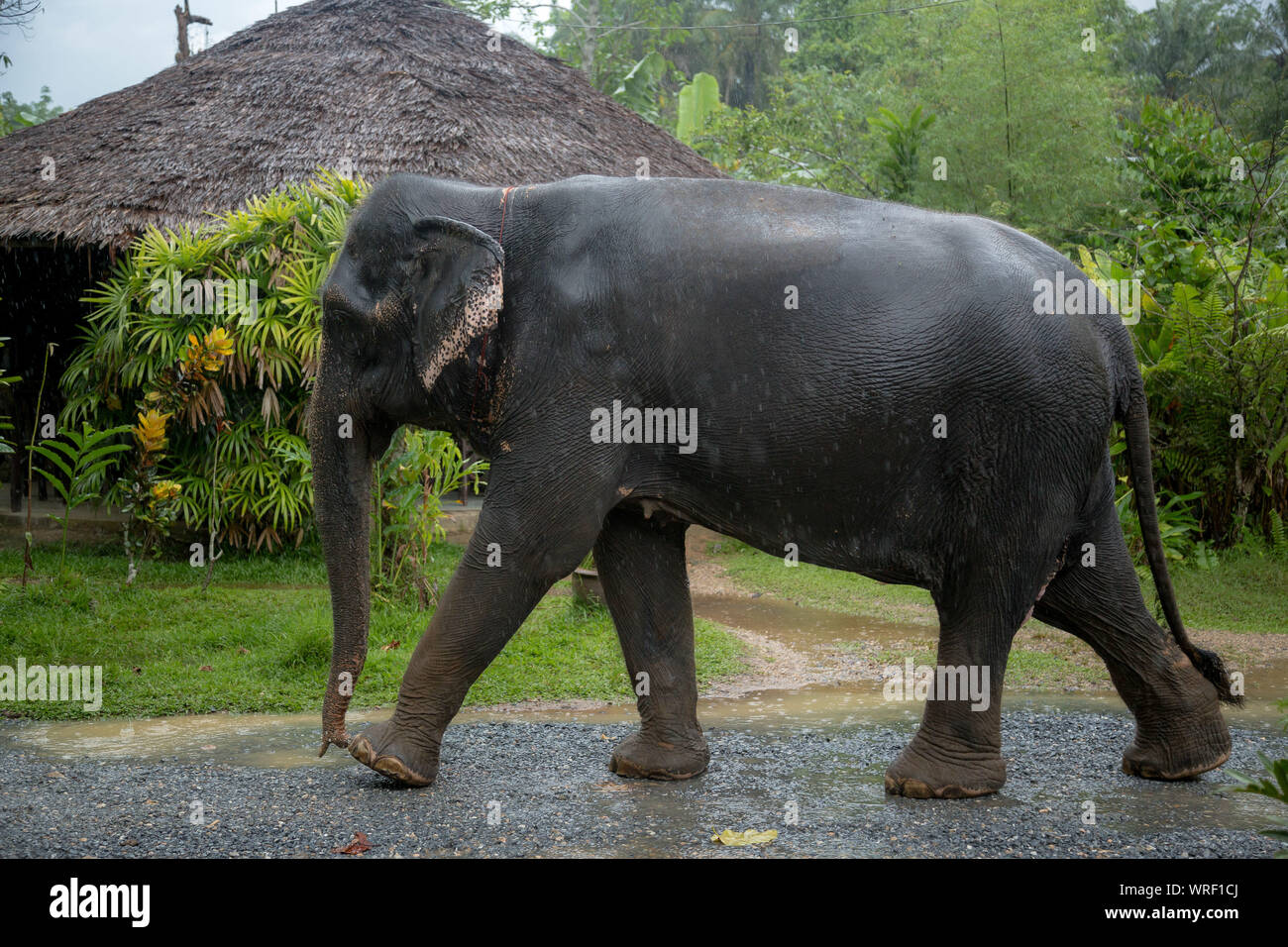 The hard work of Thai elephants, sad eyes. Elephant farms are very ...