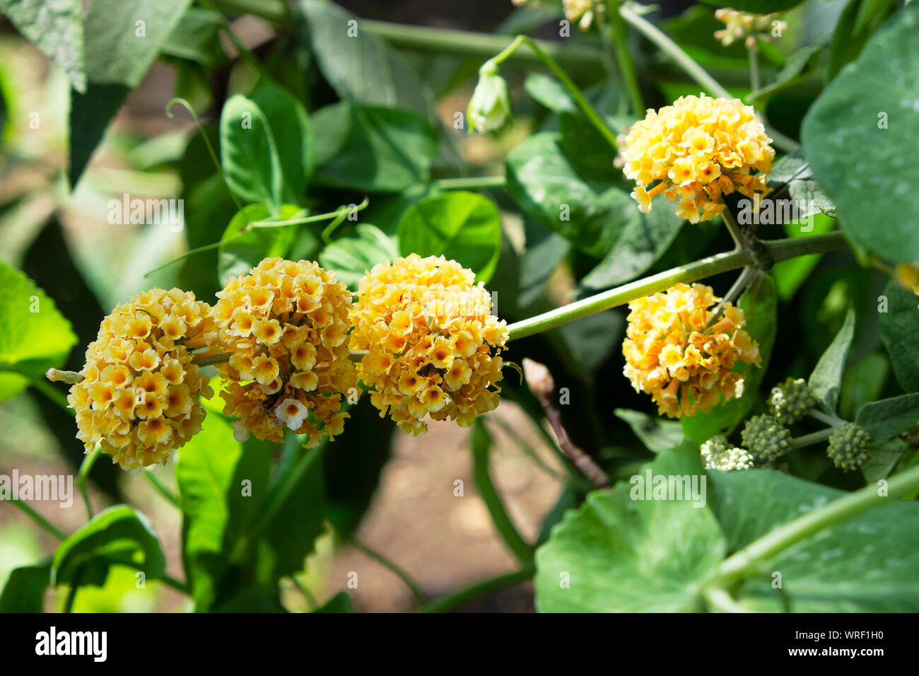 Buddleja weyeriana sun gold hi-res stock photography and images - Alamy