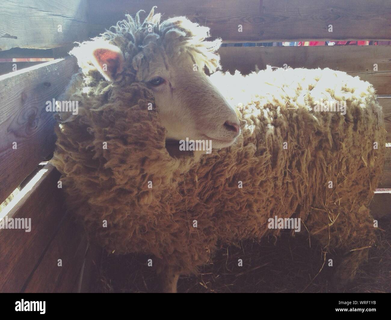 Sheep in stable hi-res stock photography and images - Alamy