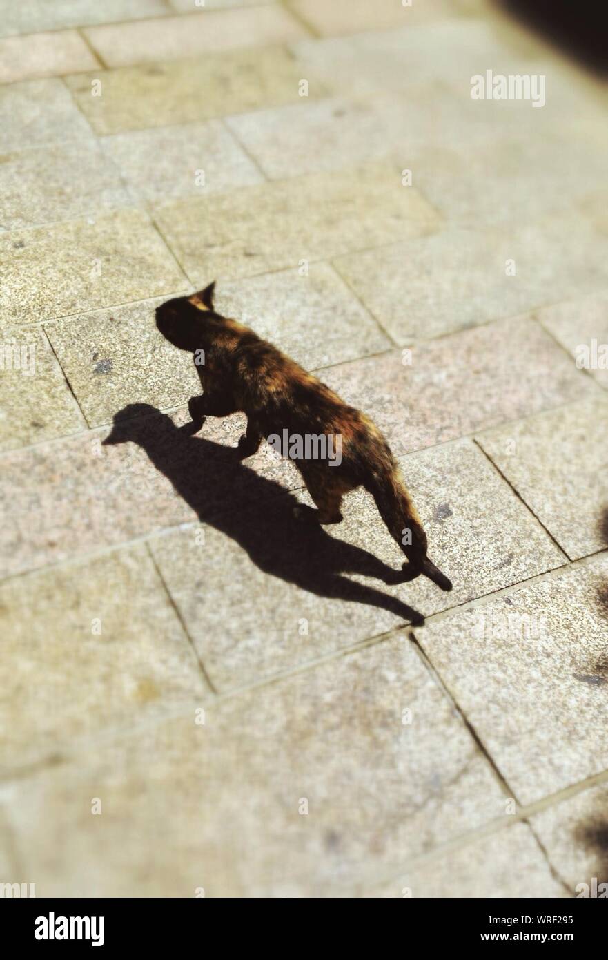 Cat walking street hi-res stock photography and images - Alamy