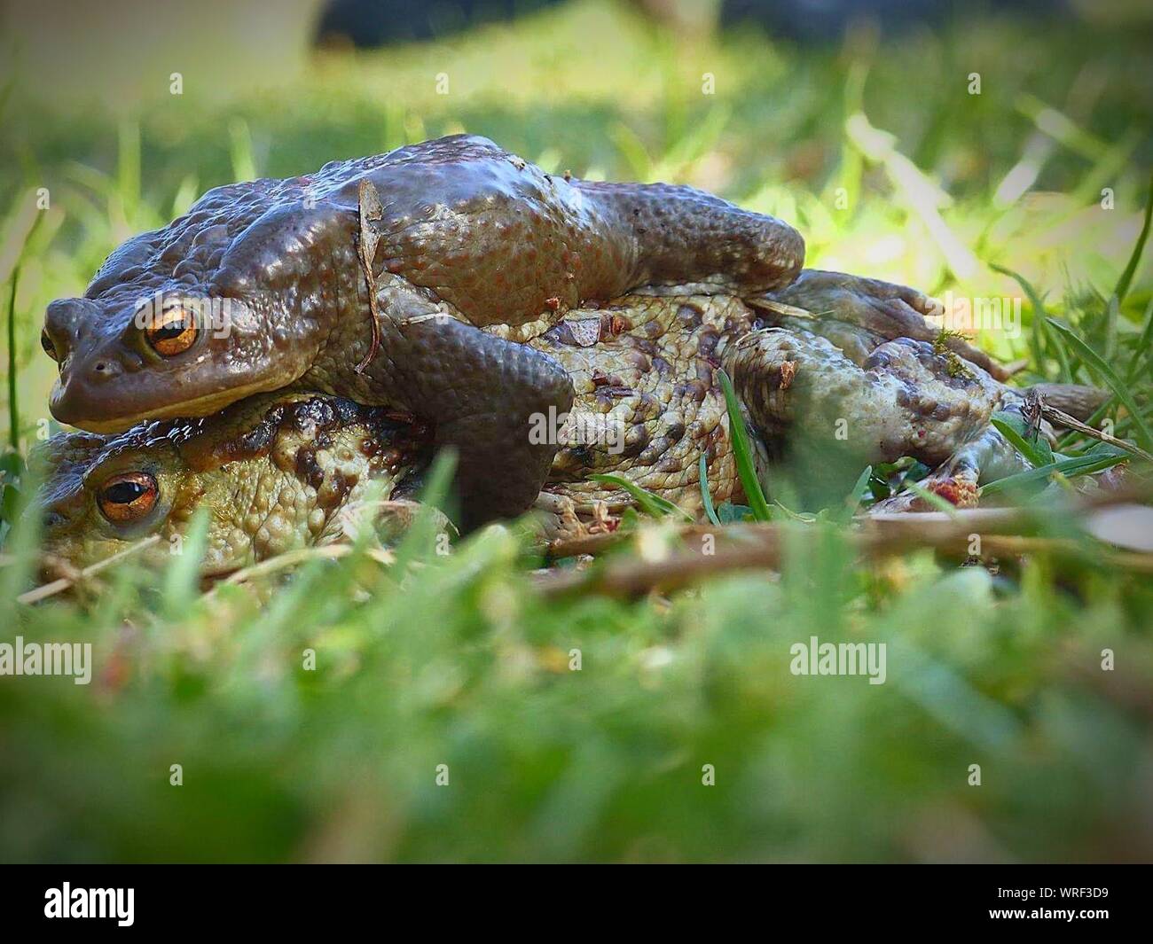 Ready for mating hi-res stock photography and images - Alamy