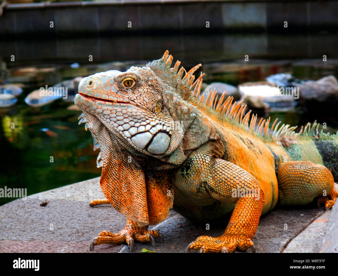 Bearded water dragon hi-res stock photography and images - Alamy