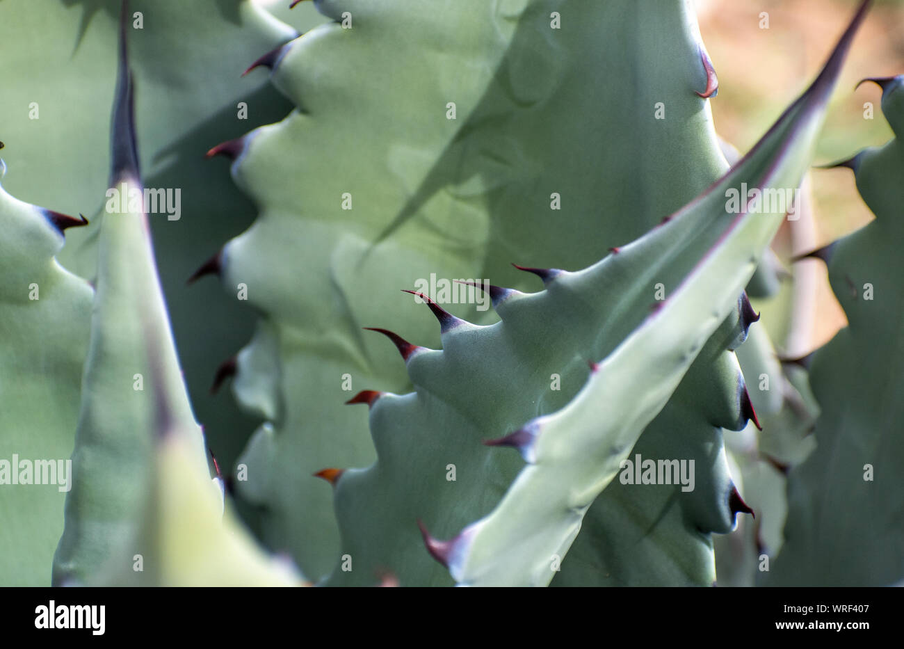 Agave Cactus Spine Stock Photo - Alamy