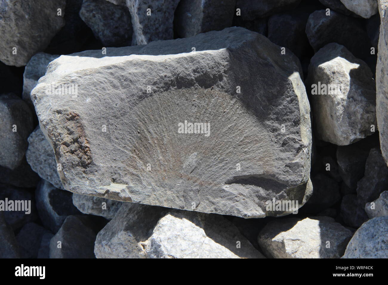 Fossilization hi-res stock photography and images - Alamy
