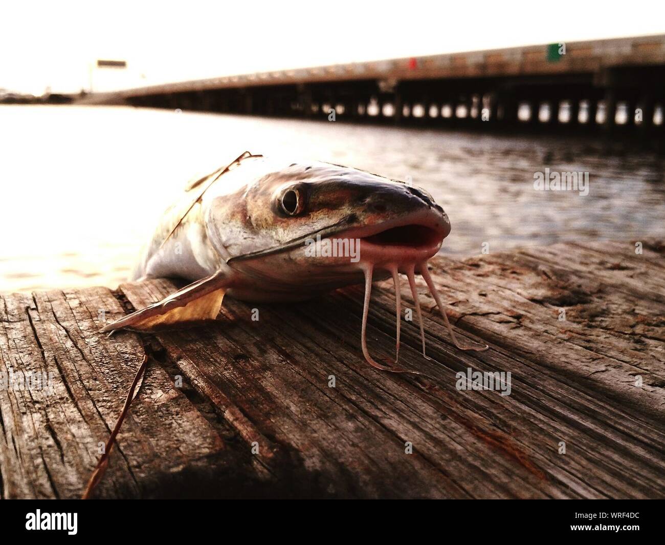 River catfish hi-res stock photography and images - Alamy