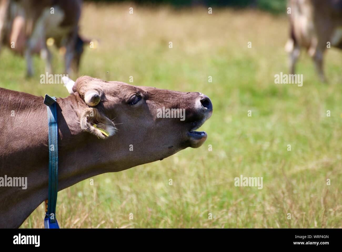 Mooing hi-res stock photography and images - Alamy
