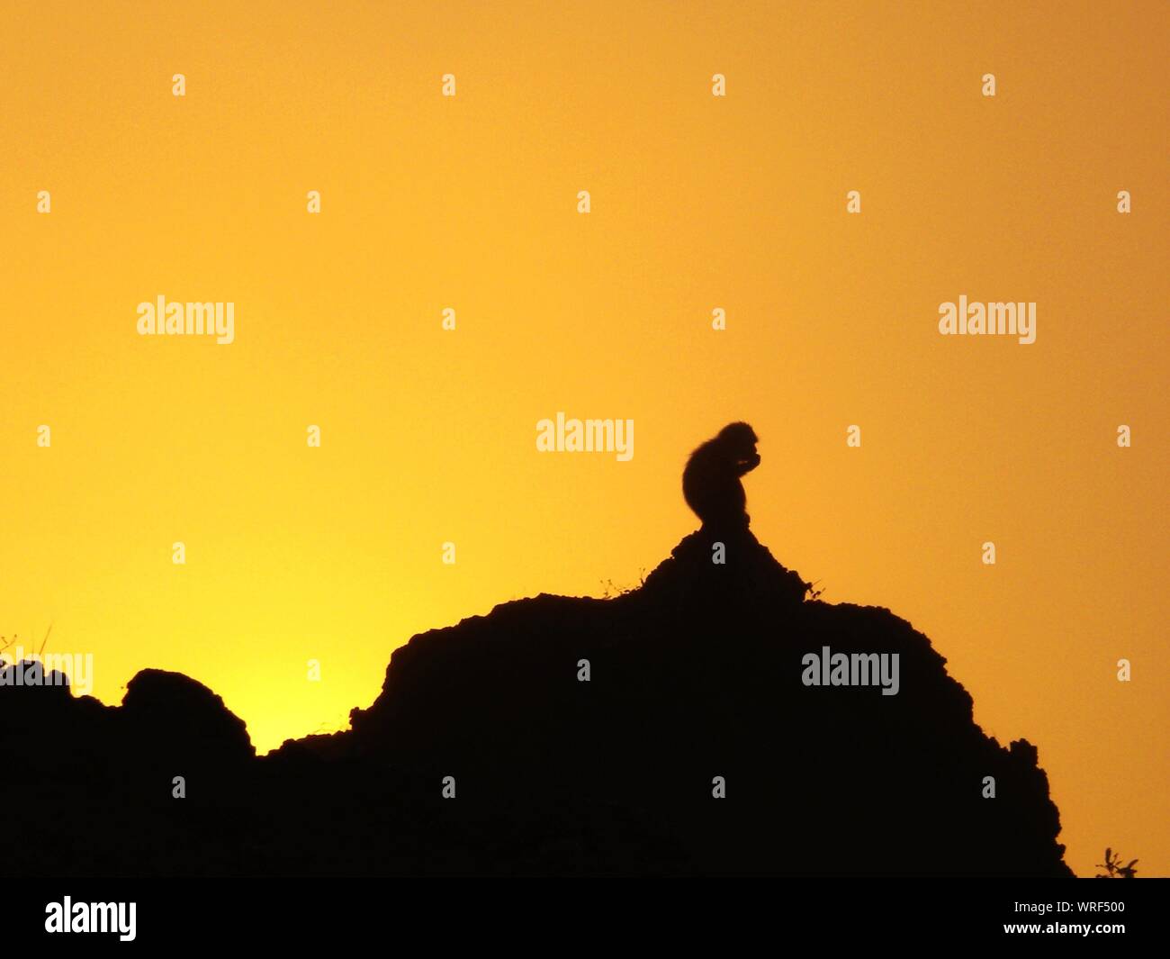 Monkey sunrise hi-res stock photography and images - Alamy