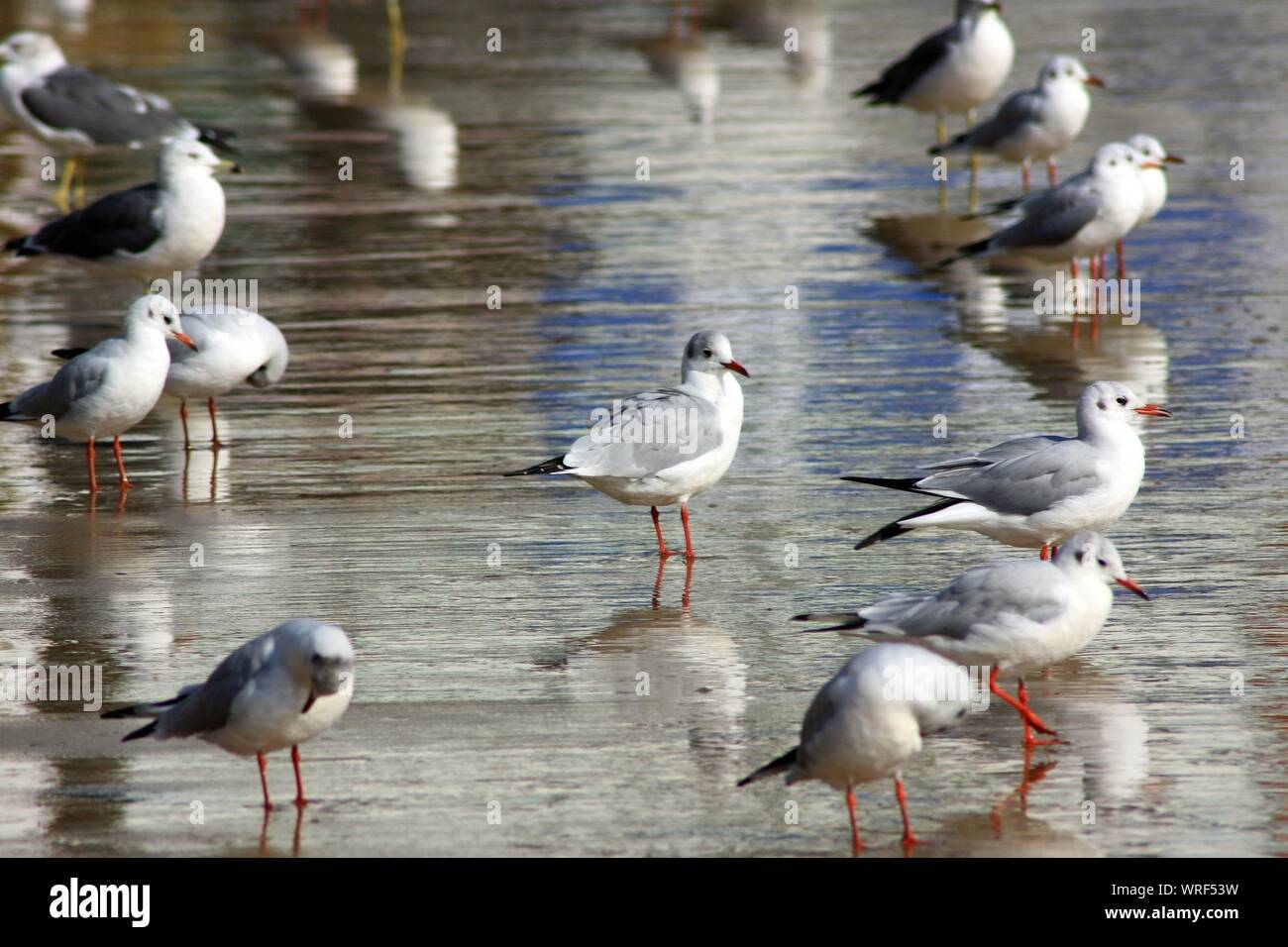 Wet birds hi-res stock photography and images - Alamy