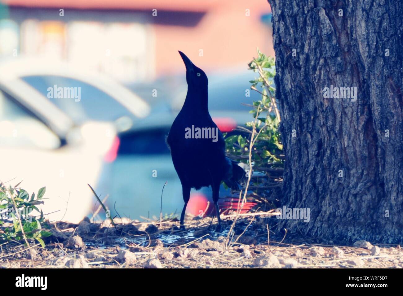 Raven looking hi-res stock photography and images - Alamy
