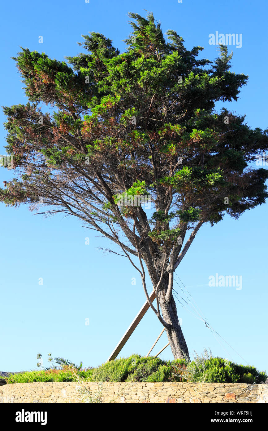 Lone Evergreen Tree High Resolution Stock Photography and Images - Alamy