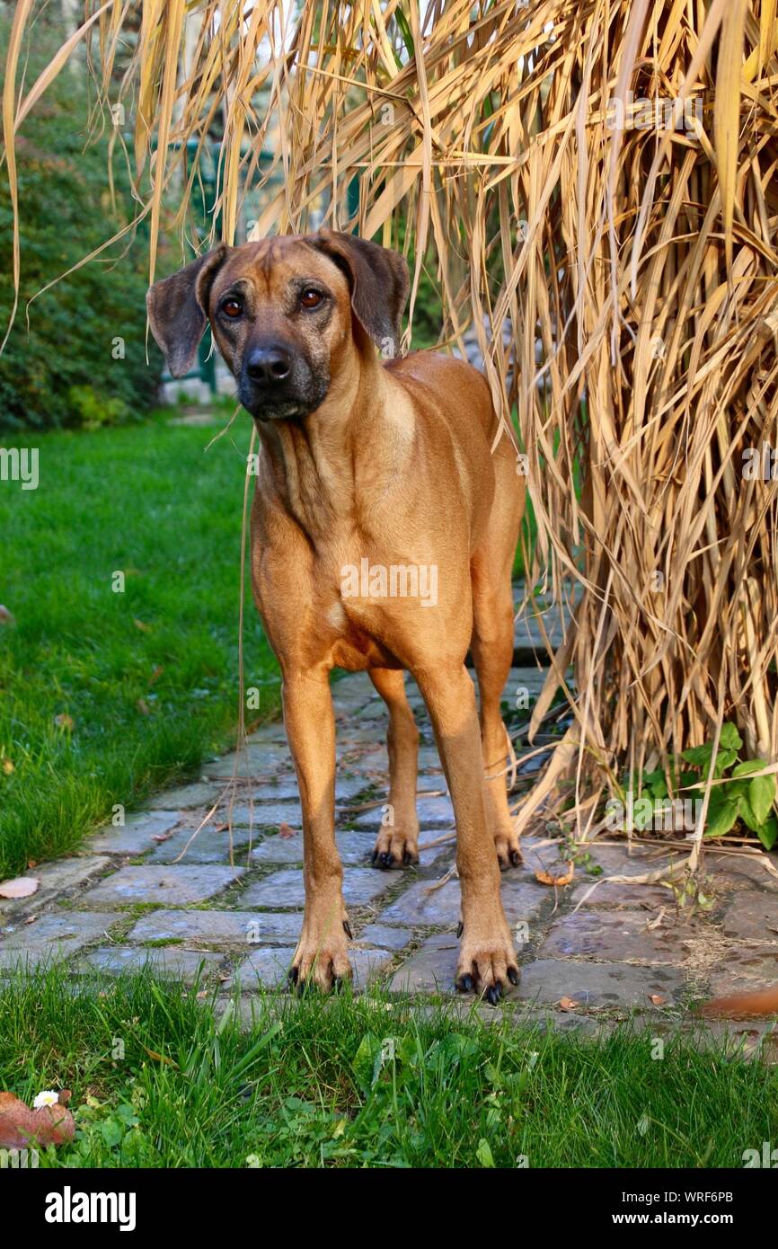 Rhodesian Front High Resolution Stock Photography and Images - Alamy