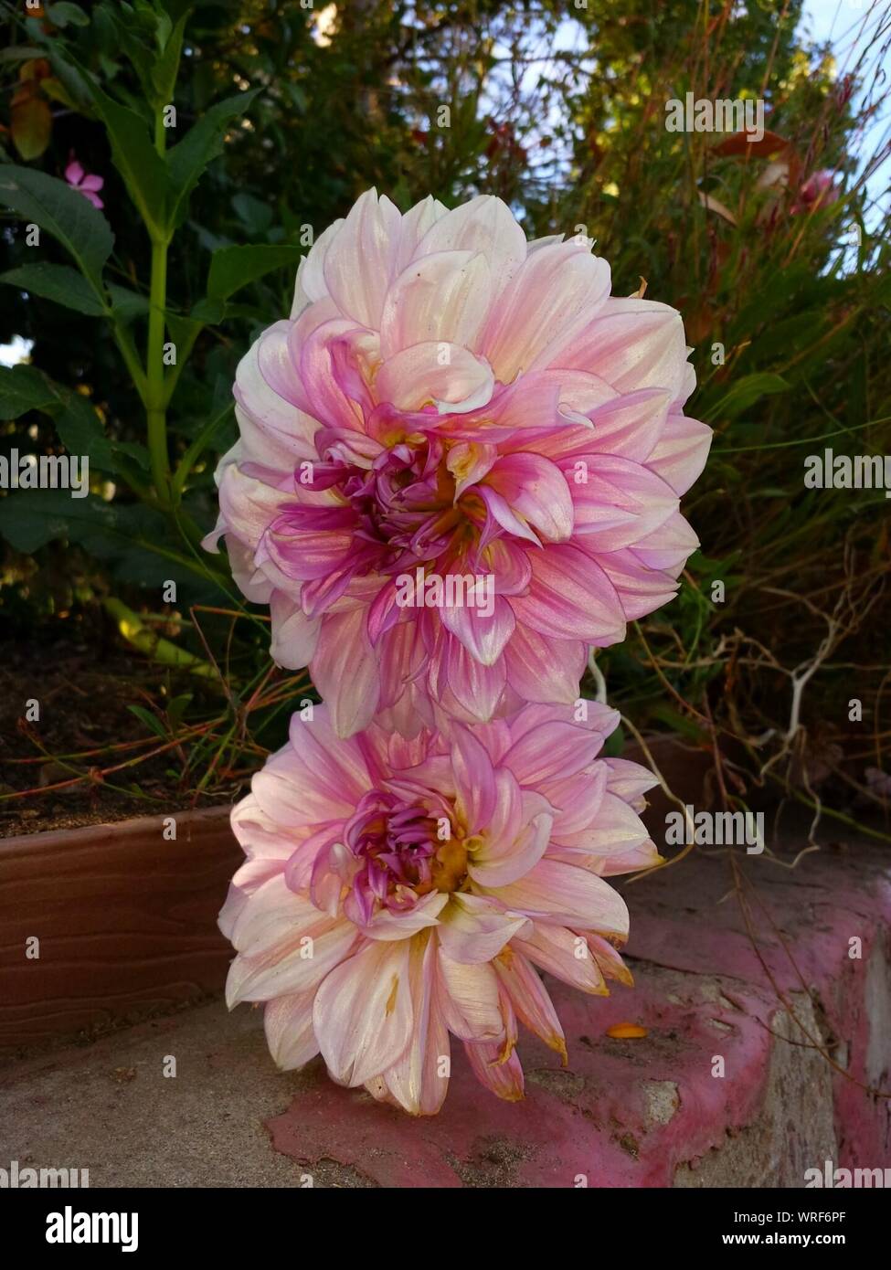 Very Pale Pink Flowers High Resolution Stock Photography and Images - Alamy