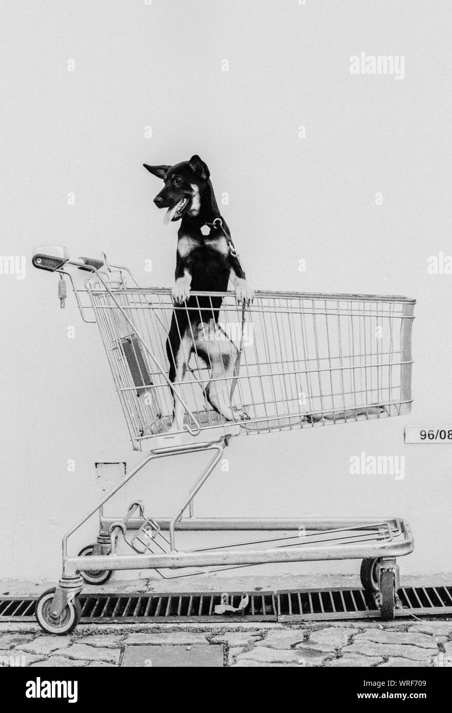 Trolley dog hi-res stock photography and images - Alamy