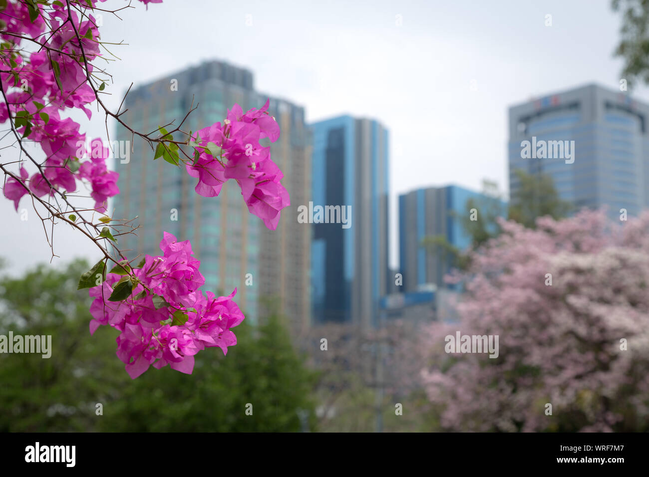 magenta papers flowers and lake in public park and skyscraper in heart ...