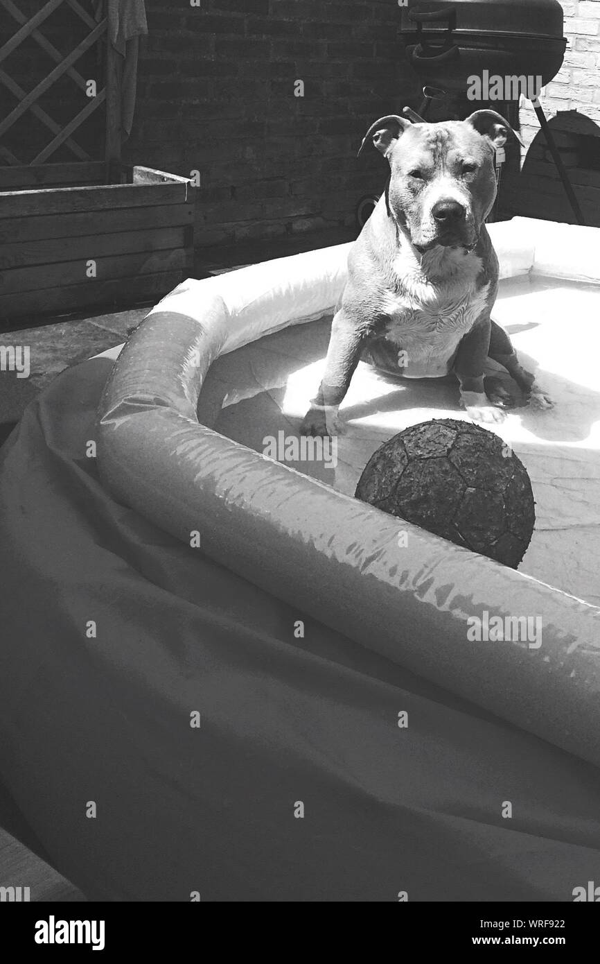 Pit bull water hi-res stock photography and images - Alamy