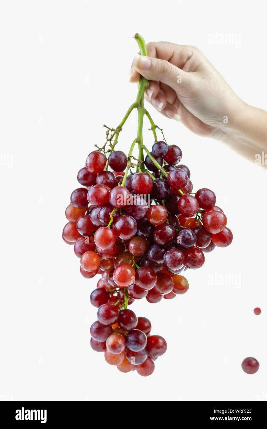Grape vine vineyard hand Cut Out Stock Images & Pictures - Alamy