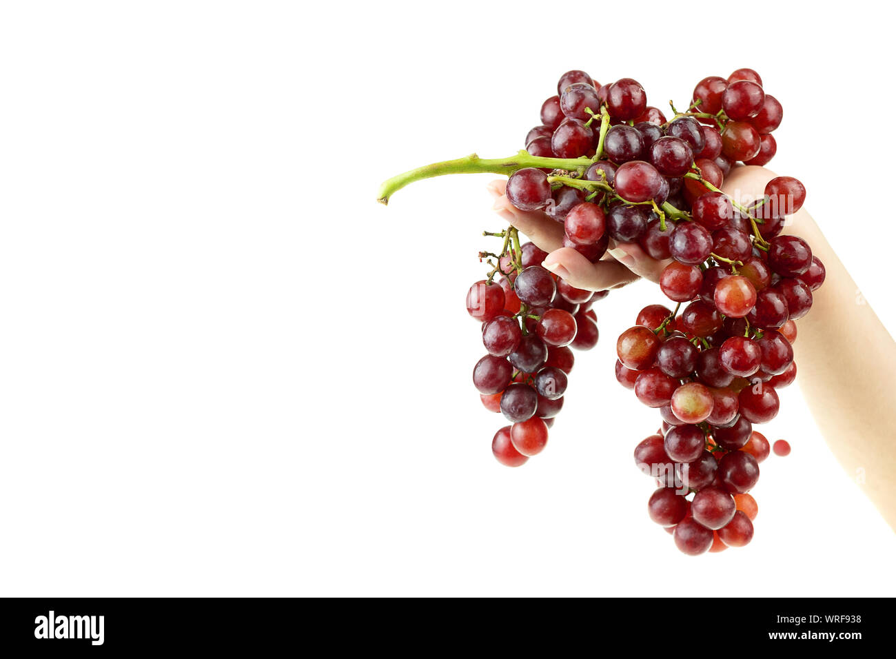 Grape vine vineyard hand Cut Out Stock Images & Pictures - Alamy