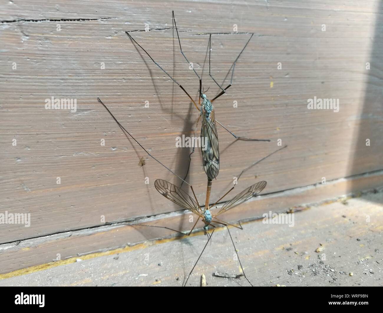 Long leg insect hi-res stock photography and images - Alamy