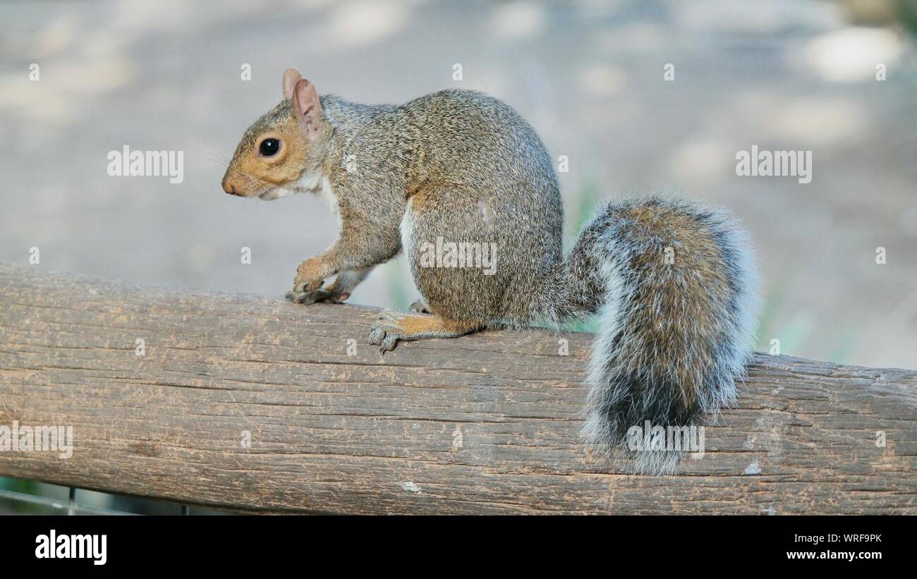Side View Of Squirrel On Log Stock Photo - Alamy