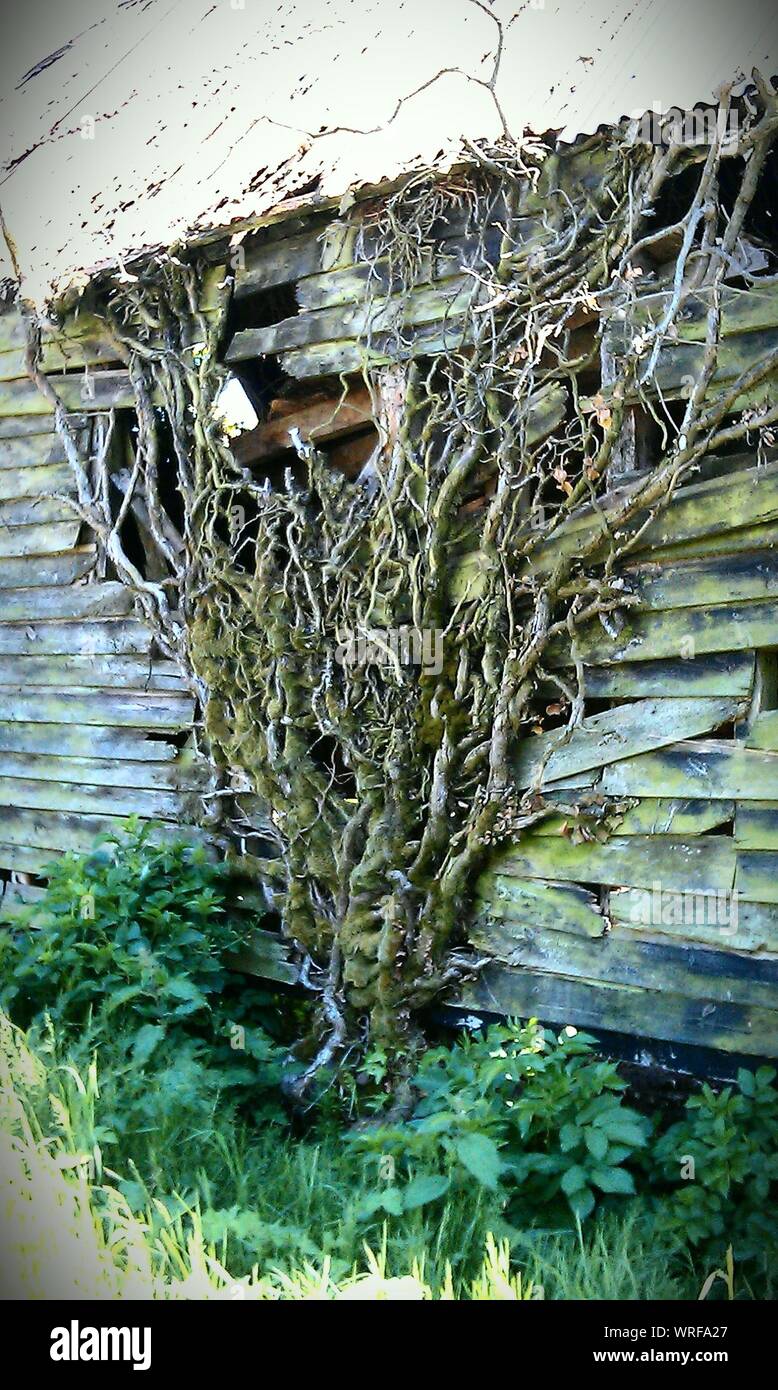 Overgrown plant roots hi-res stock photography and images - Alamy