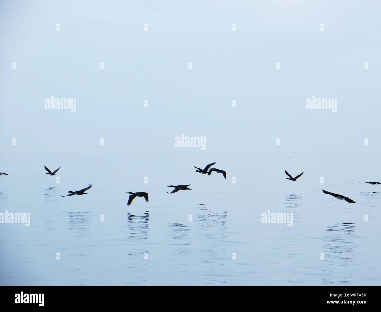 Birds flying over water hi-res stock photography and images - Alamy